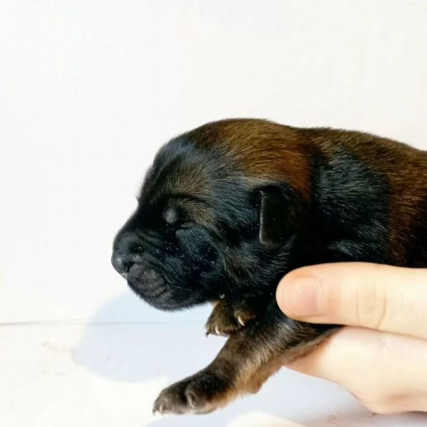 Щенок в добрые руки бесплатно