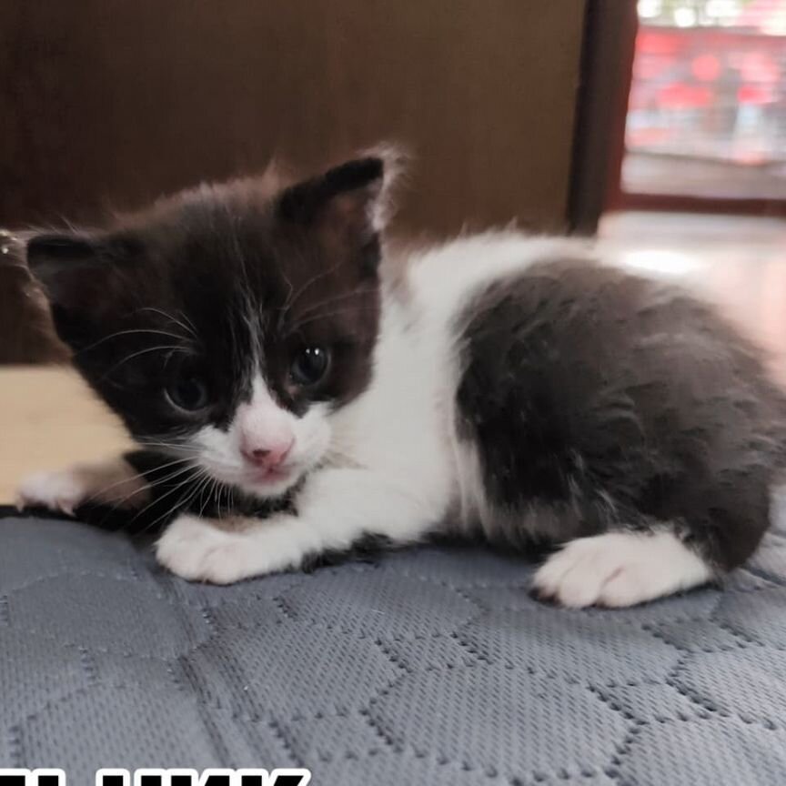 Котята в добрые руки бесплатно