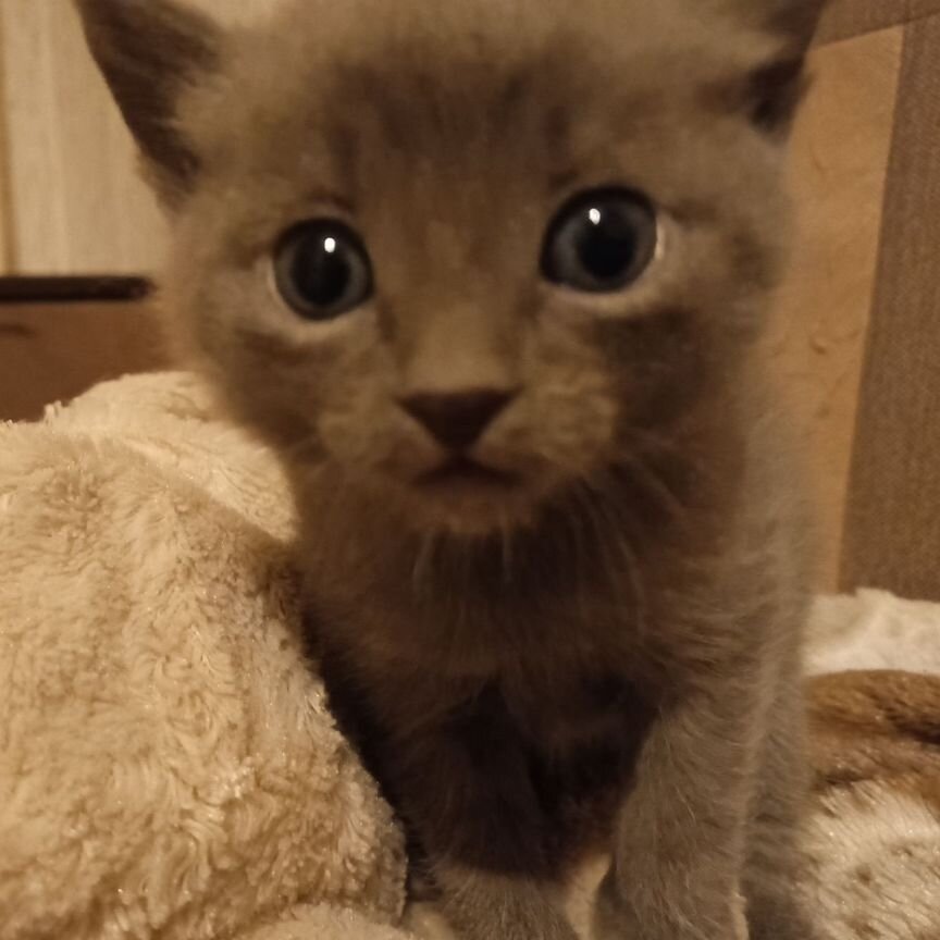 Британский короткошёрстный котёнок
