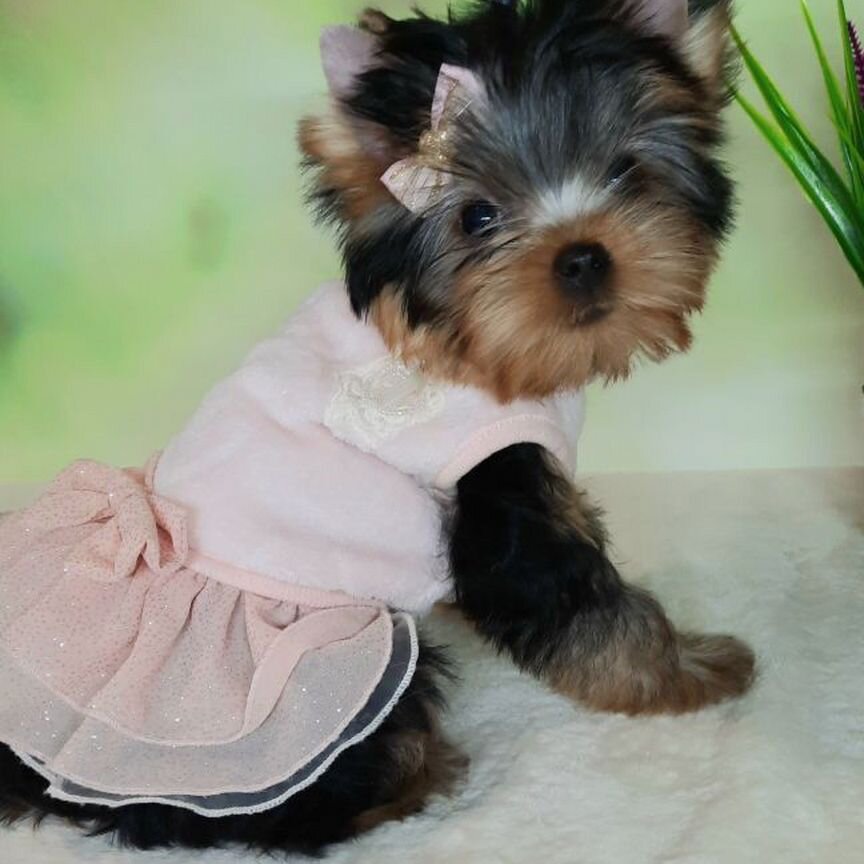 Очаровательные щенки йорка