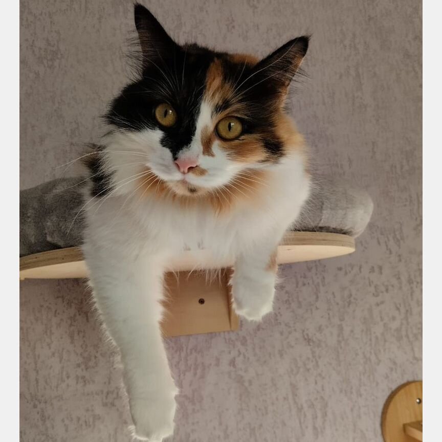 Кошки