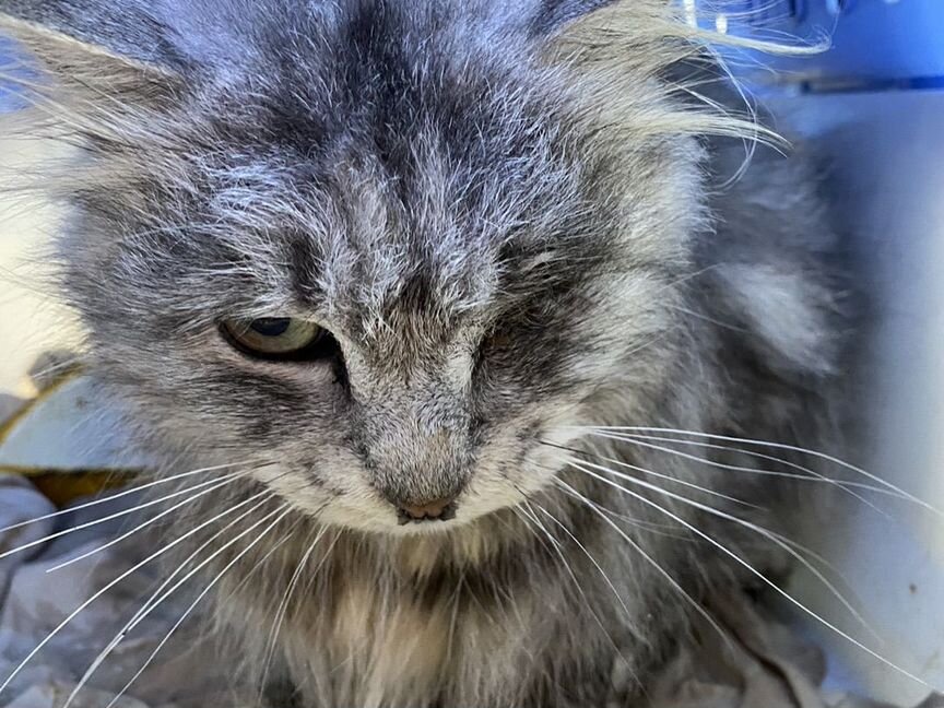 Норвежская лесная