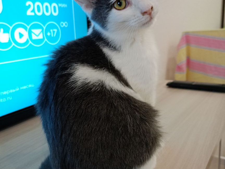 Кошка в дар бесплатно