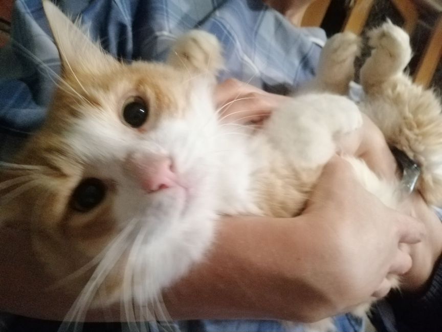 Котику некуда деться, очень нужен дом