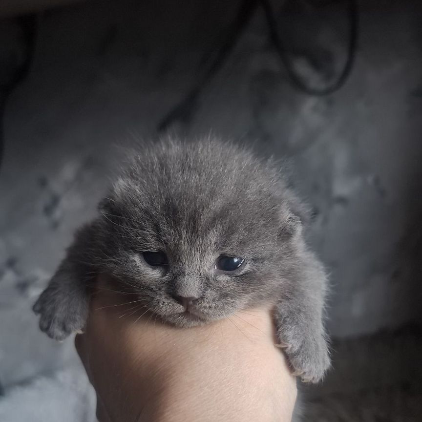 Британский короткошёрстный котёнок