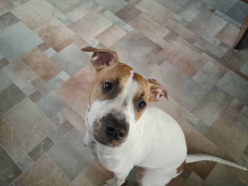 Стаффордширский терьер