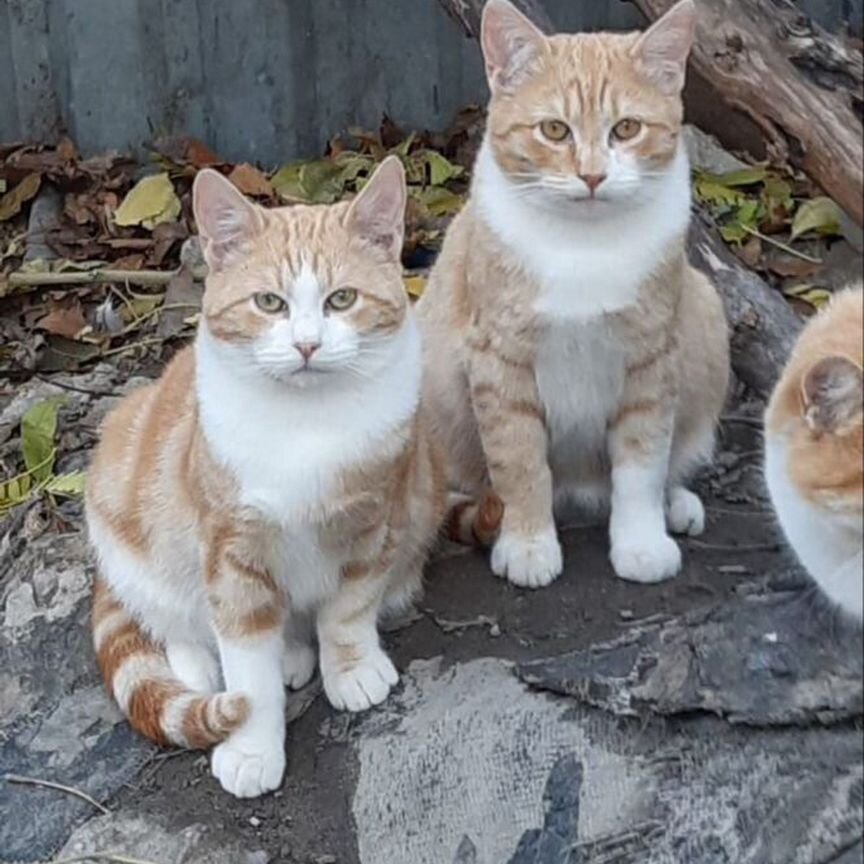 Котики - братики 7 месяцев