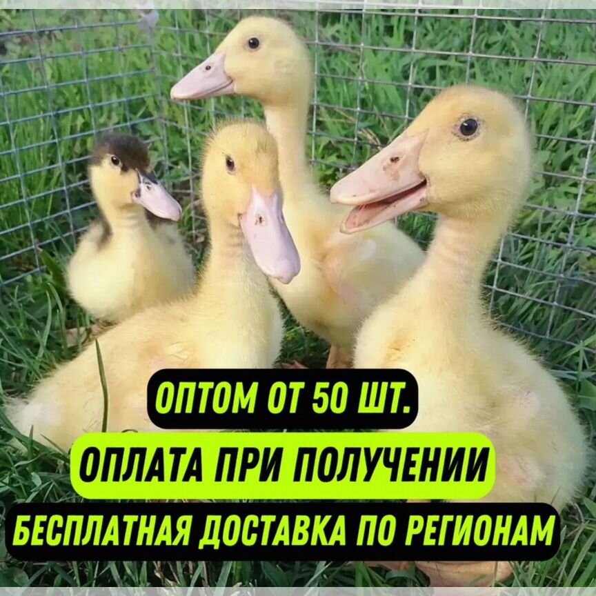 Утята муларды оптом доставка бесплатная