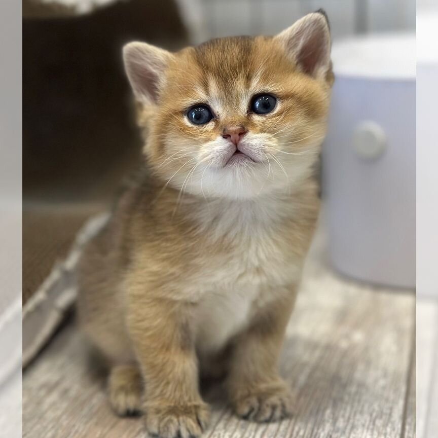 Шотландский прямоухий короткошёрстный котёнок