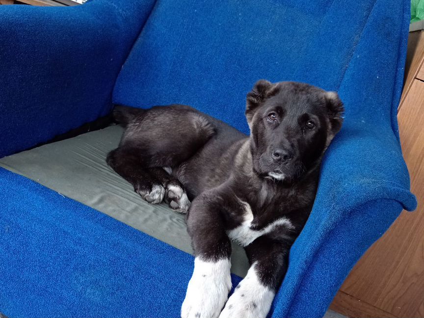 Щенки алабая