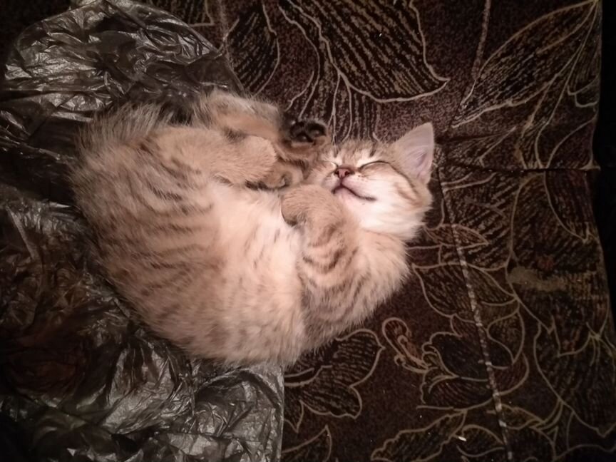 Чудесный котенок