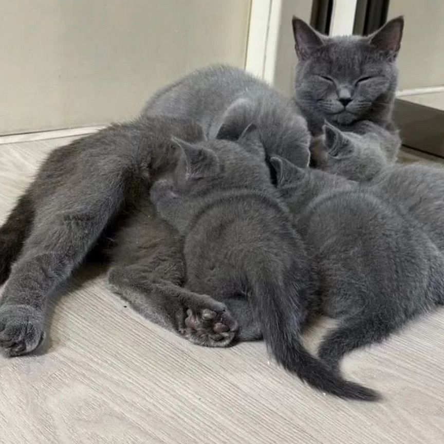 Русский голубой котёнок