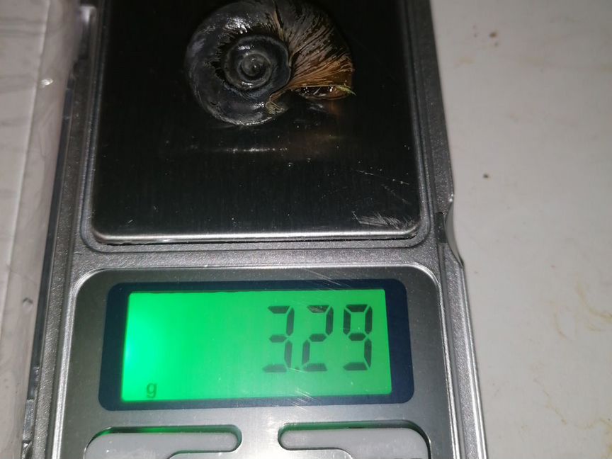 Аквариумные улитки