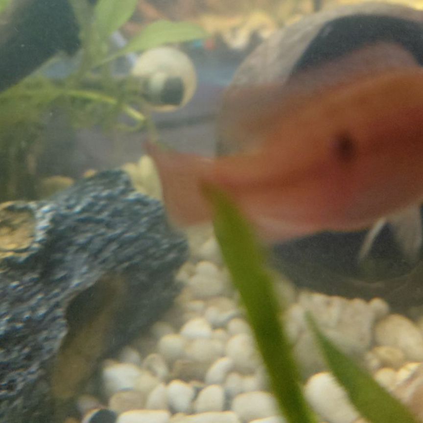 Аквариумные рыбки