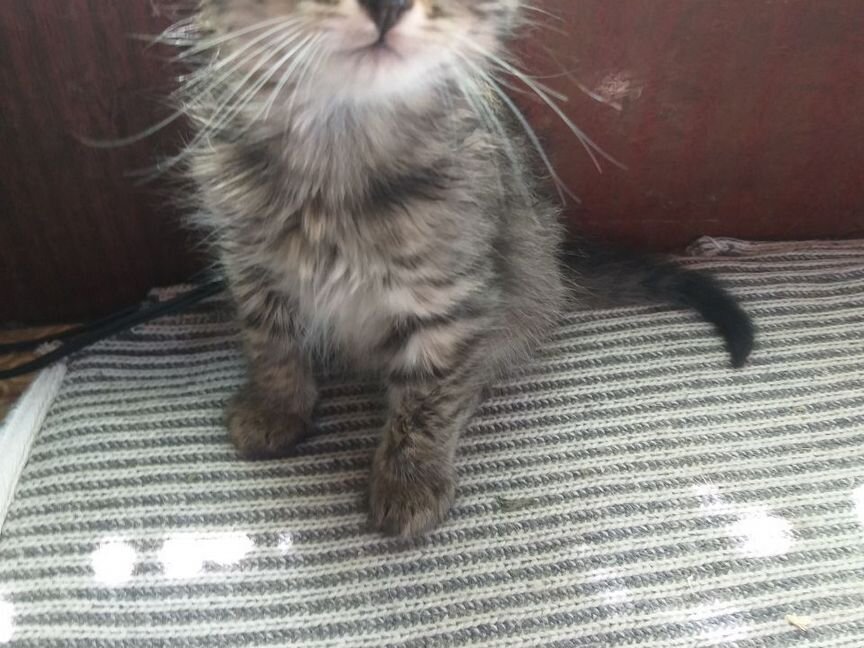 Кошка