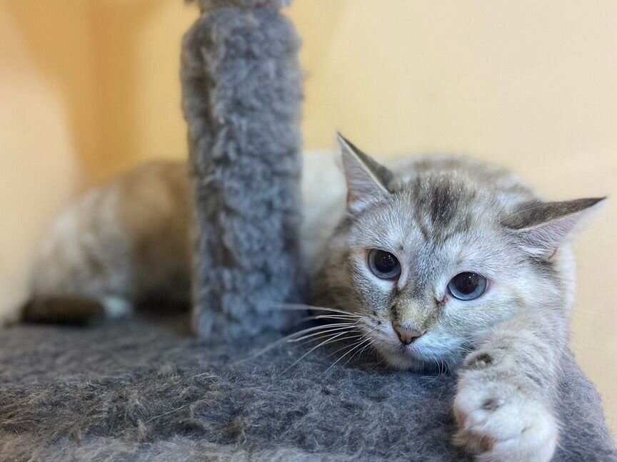 Кошка с необыкновенными глазами