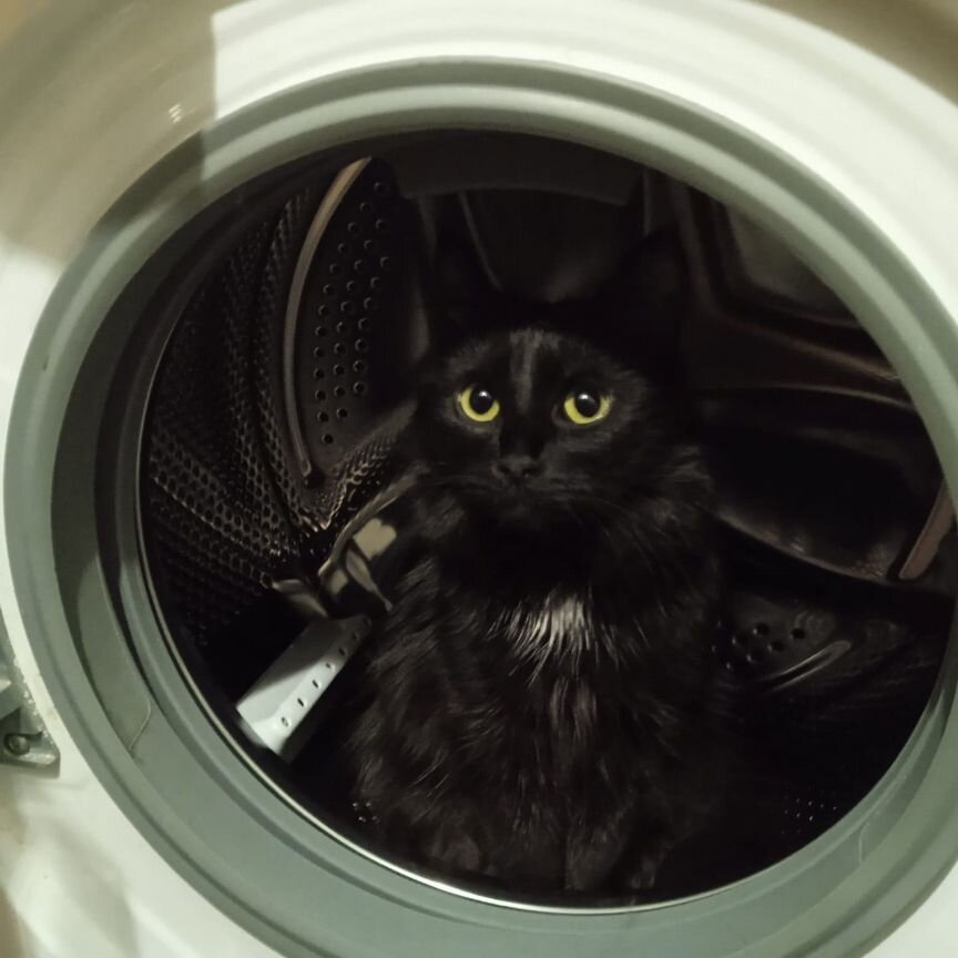 Коты отдам в добрые руки