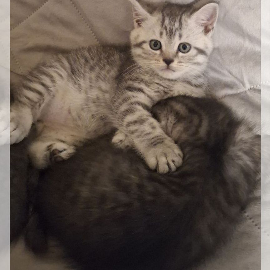 Британские котята