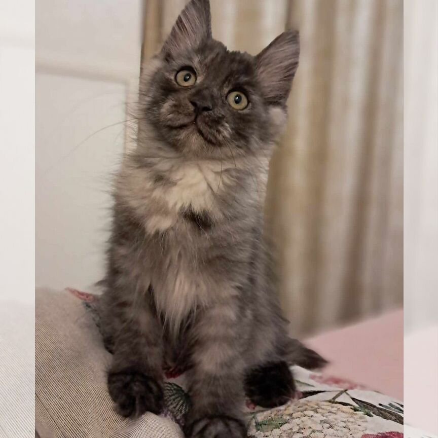 Сибирские котята