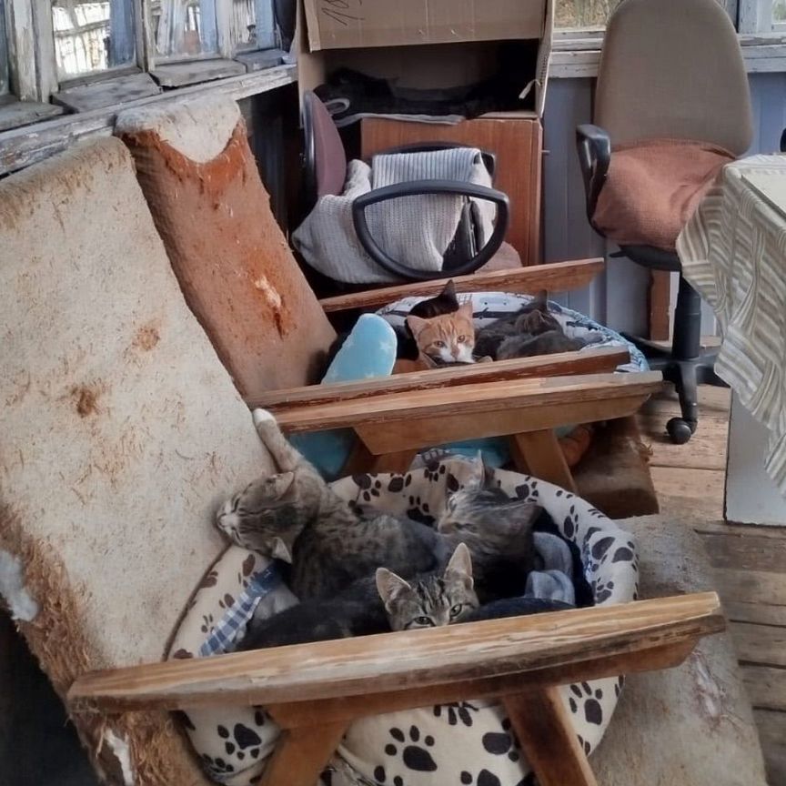 Котёнок в добрые руки