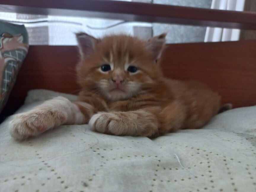 Котенок мейн-кун рыжий