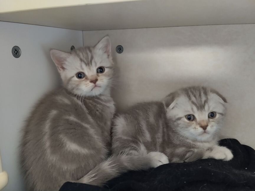 Шотладские котята