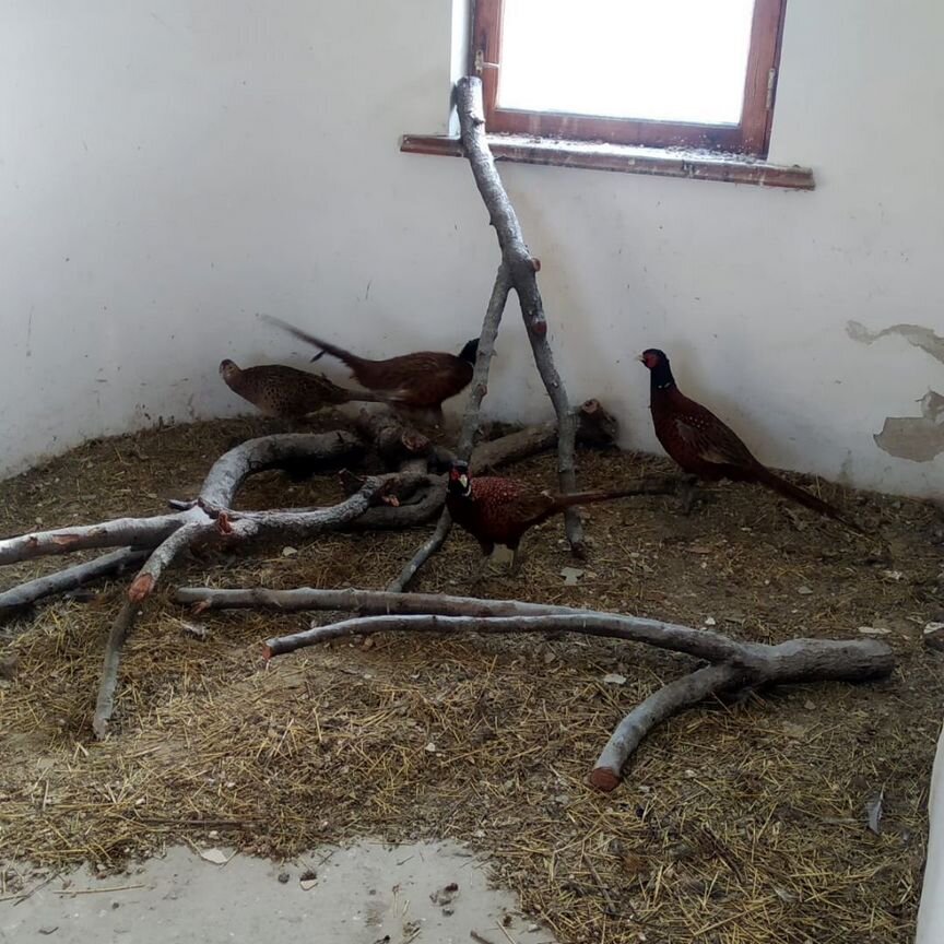 Фазаны. Кряквы