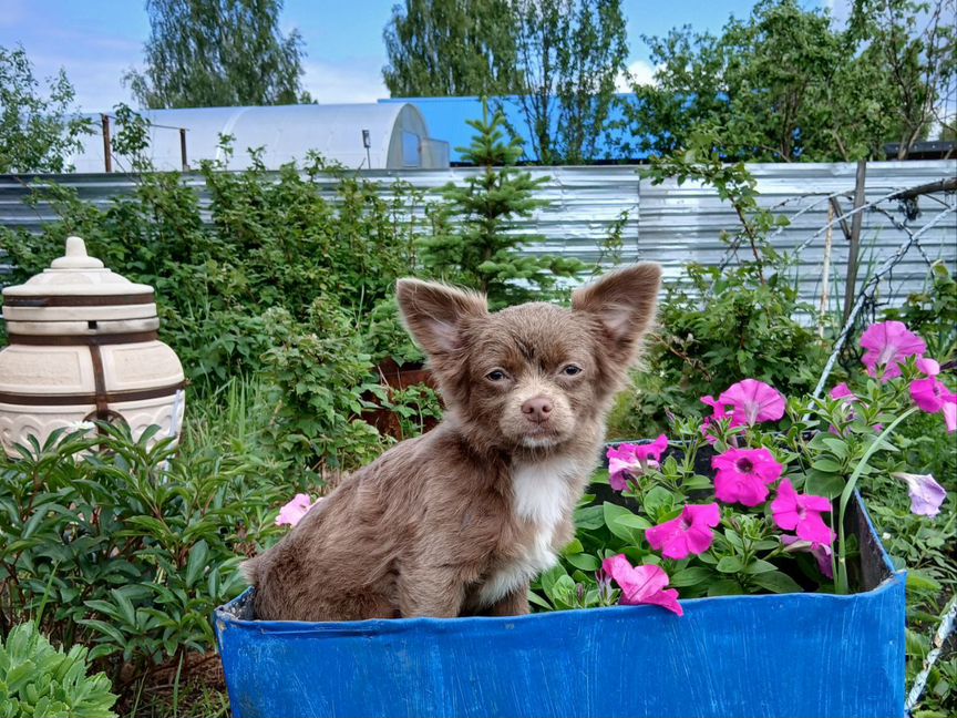 Лиловый чих РКФ мальчик