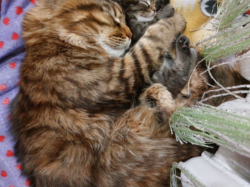 Кошечка мейн кун (метис)