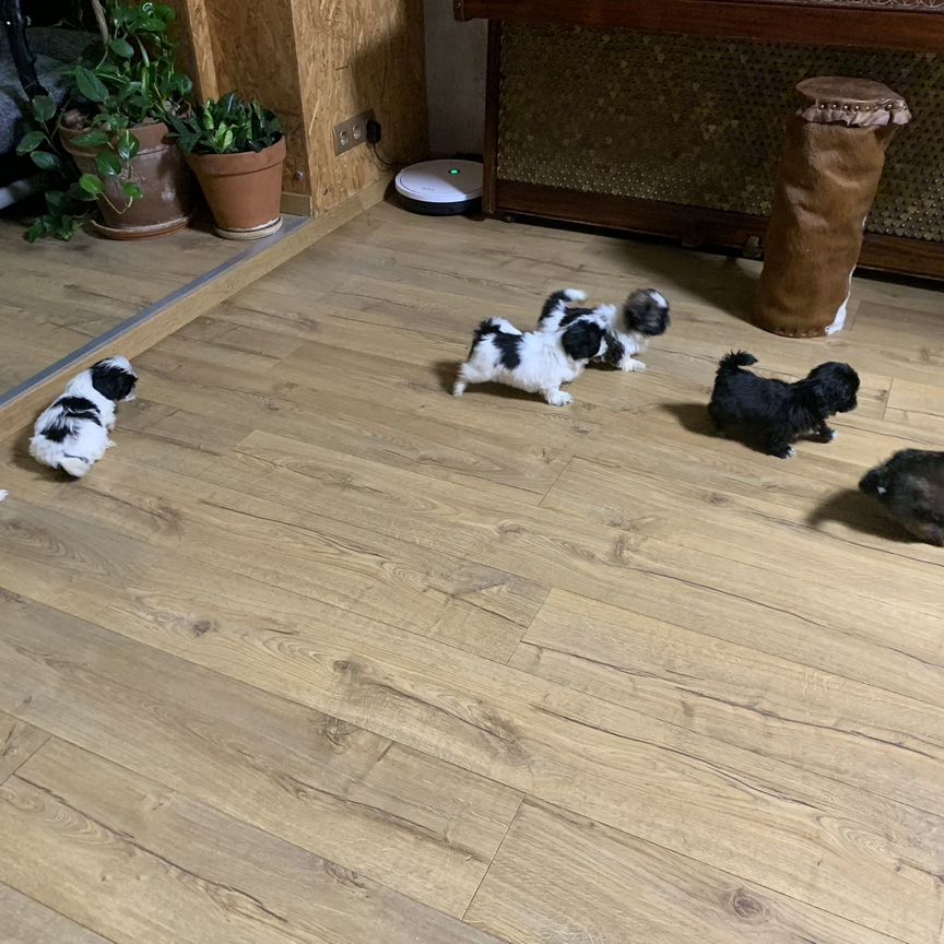 1 девочка 3 мальчика