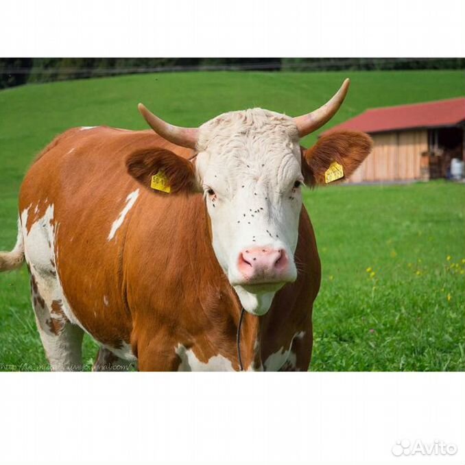 Продам корову дойную
