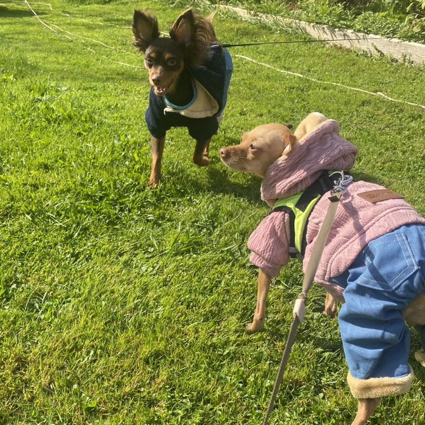 Русский той-терьер, щенок