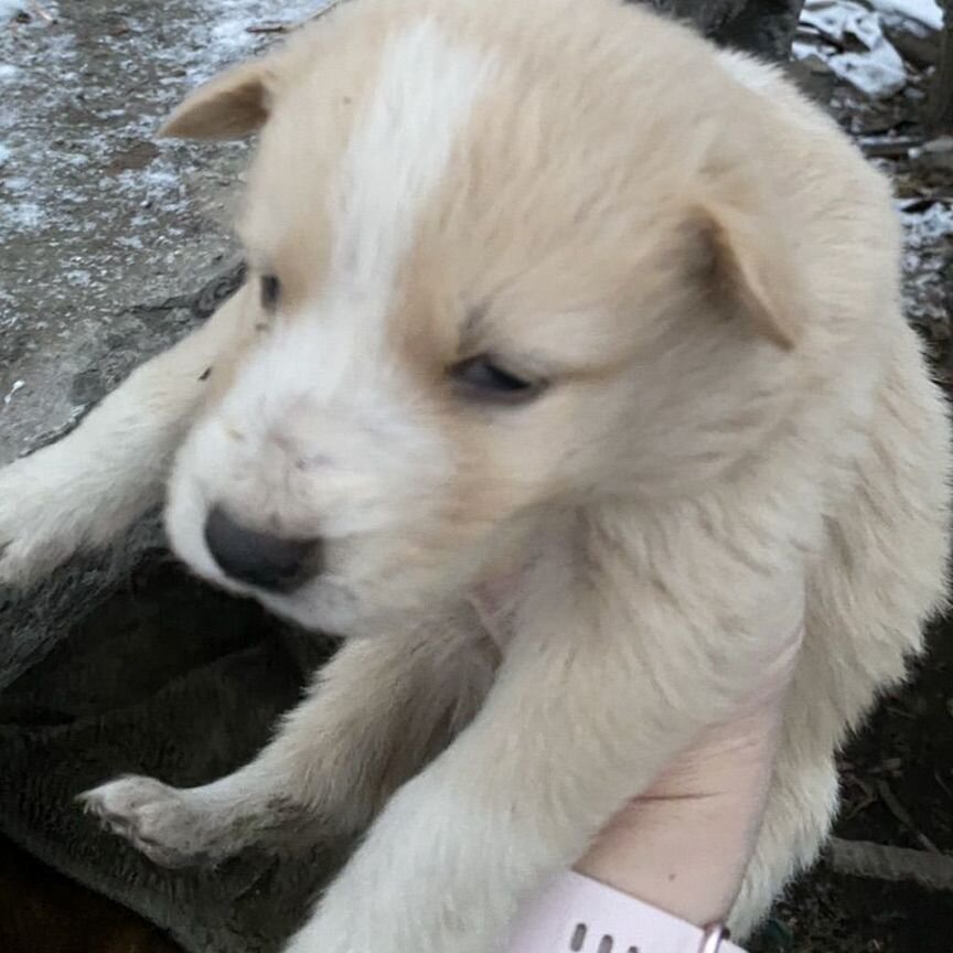 Щенок в добрые руки