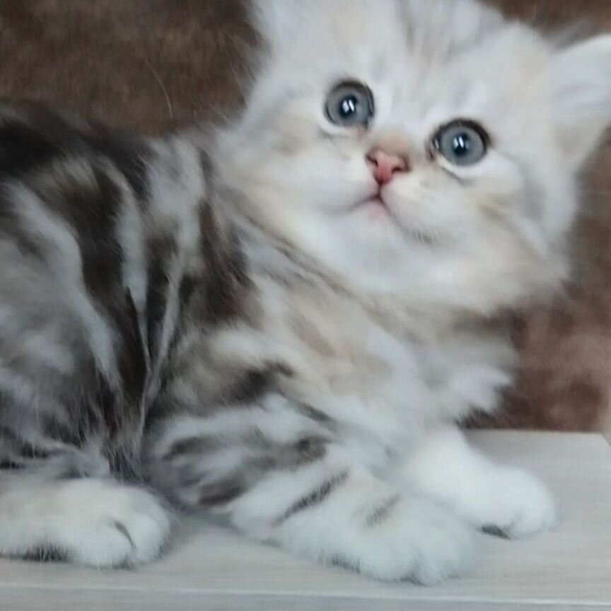 Шотландский прямоухий длинношёрстный котёнок