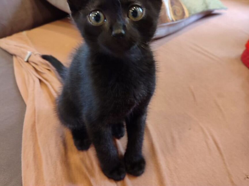 Пристрою черного котенка (кот)