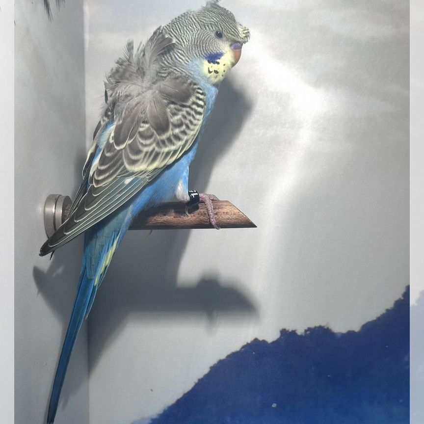 Волнистый попугай хогоромо