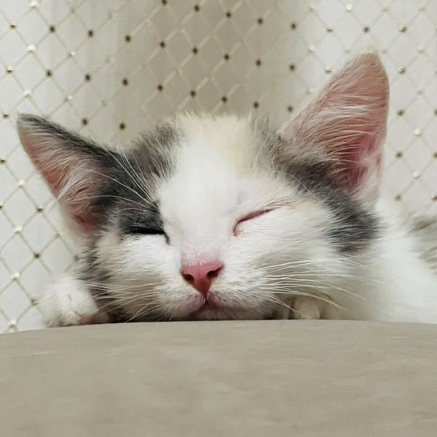 Трехцветная кошечка