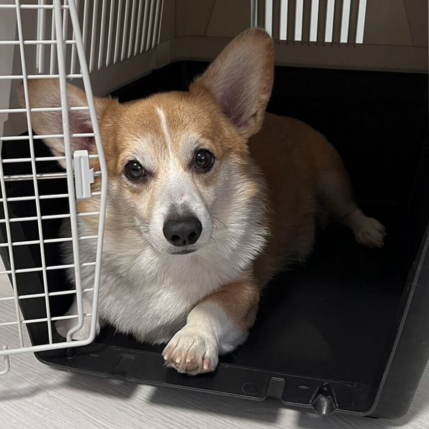 Переноска atlas 40