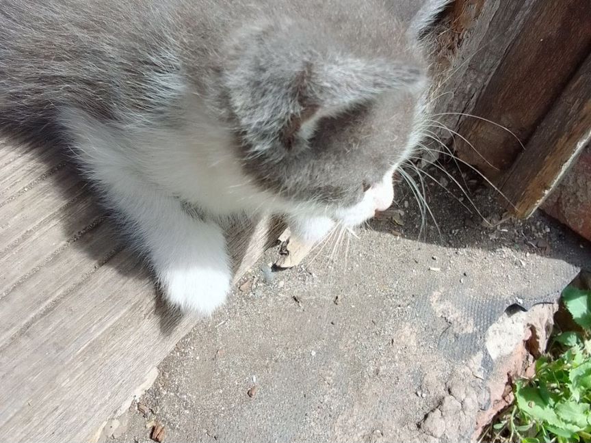 Котенок в дар бесплатно