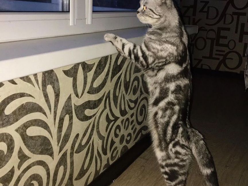 Кошка в дар бесплатно