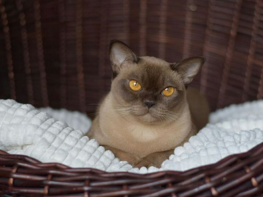 Бурманская кошечка
