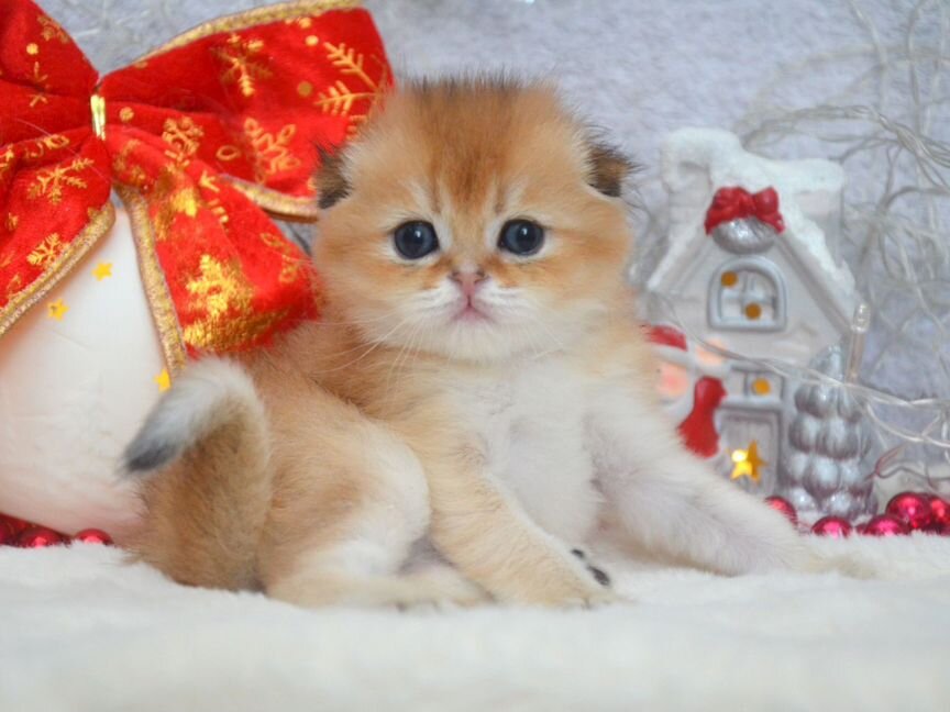 Шотландская золотая шиншилловая девочка фолд