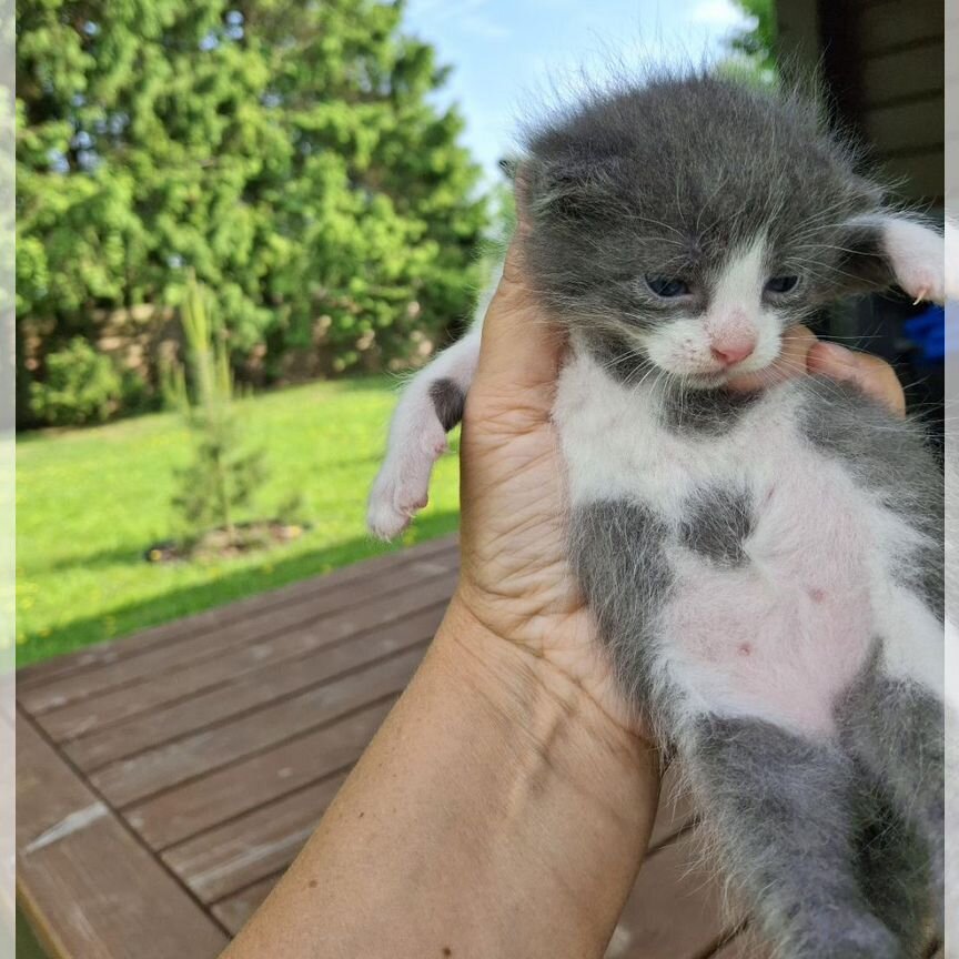 Котёнок в добрые руки