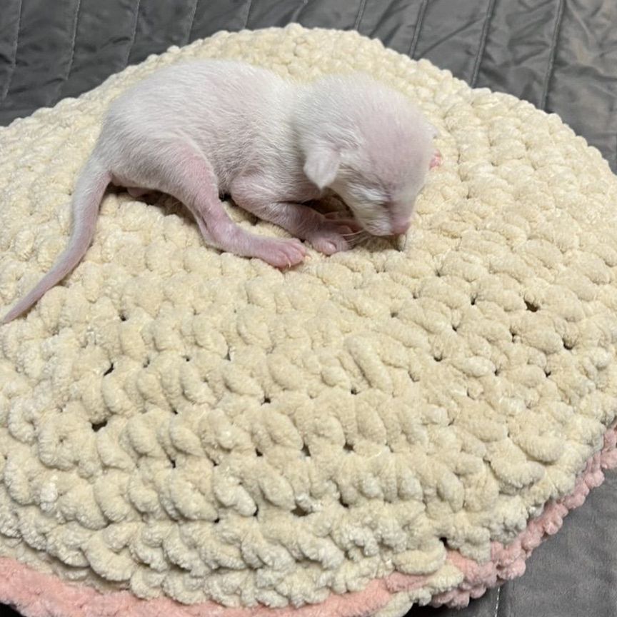 Ориентальные котята классика
