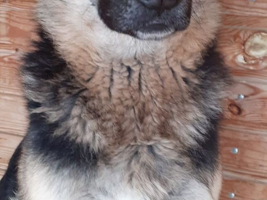 Собака на охрану