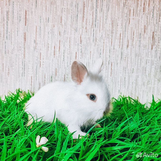 Мини карликовый кролик - королевский