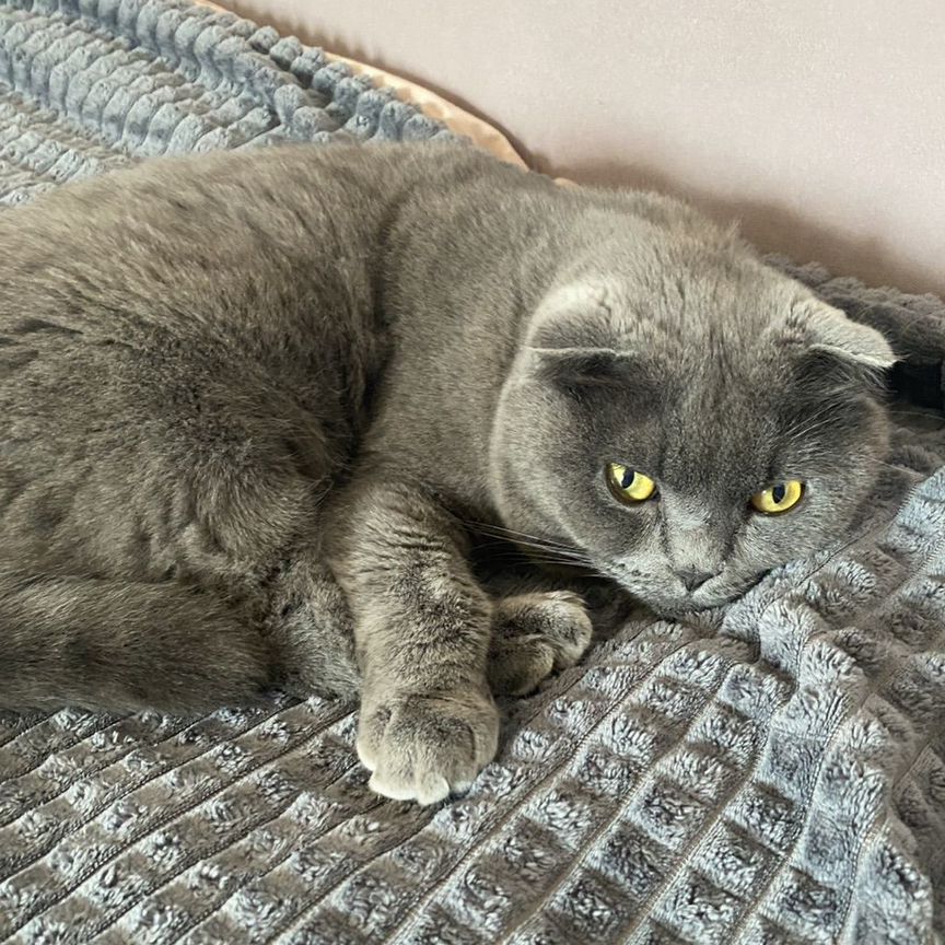 Шотландская вислоухая кошка