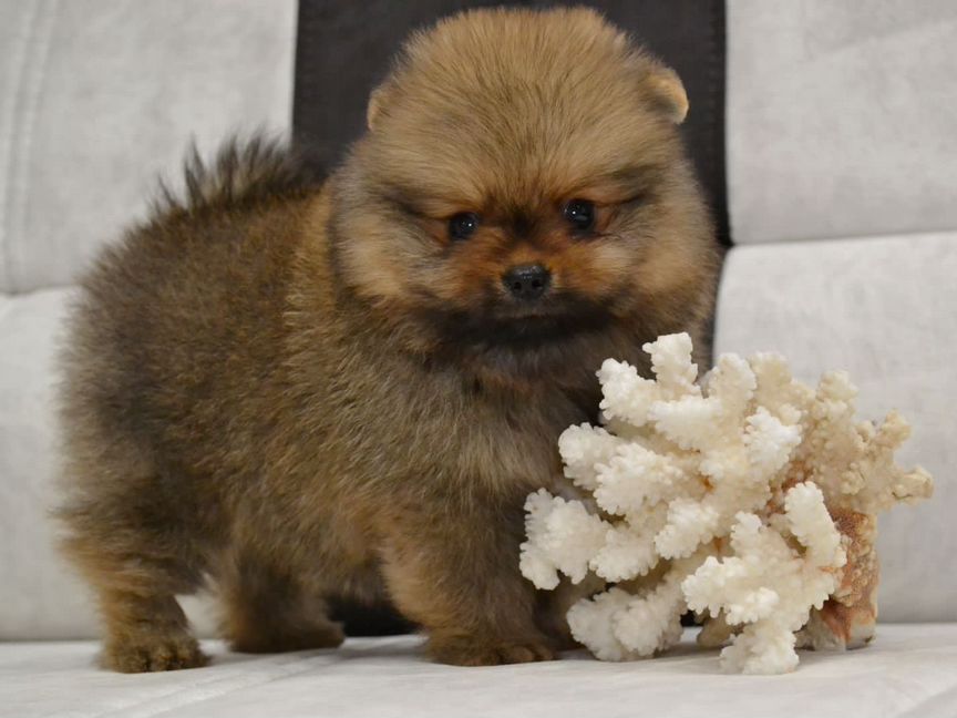 Щенки шпица