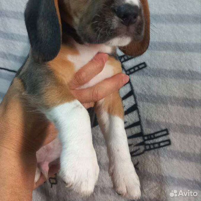 Собаки щенки бигль