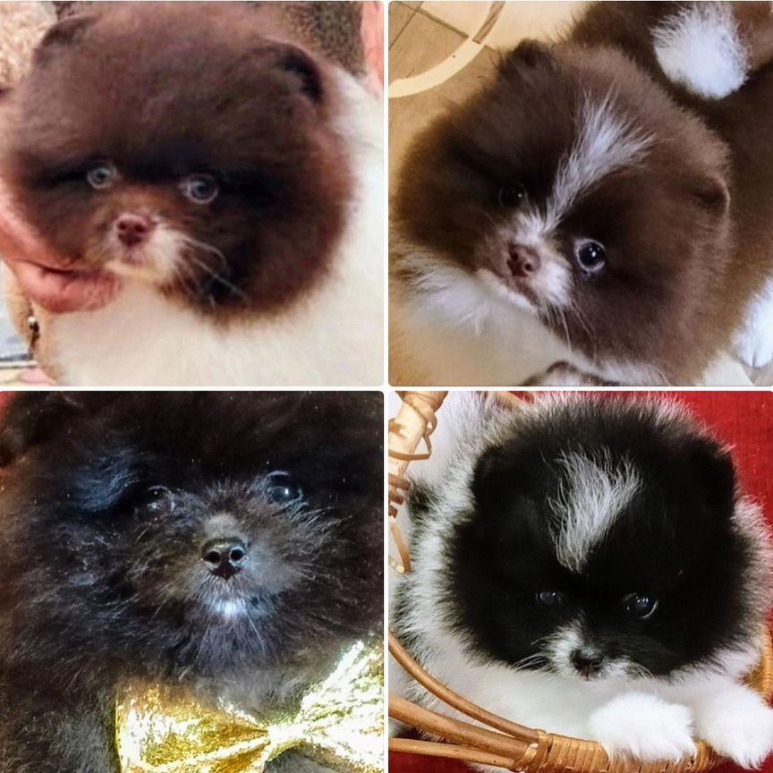 Питомник. Пати -колорные щенки шпица